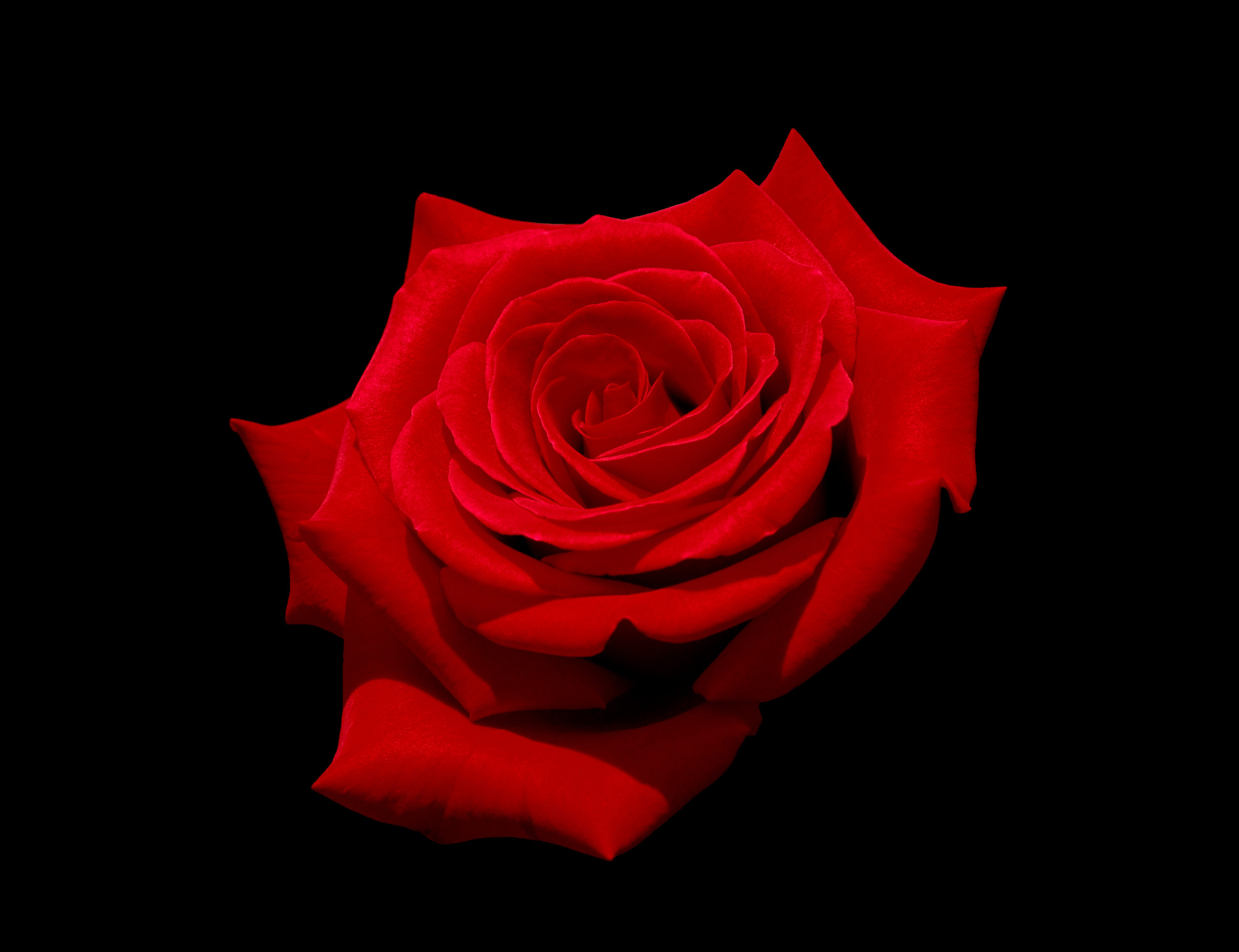 A Rose By Any Other Name - Grand Rapids Democratic Socialists of America